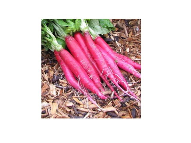 Radish | PPTX | Agriculture | Industries