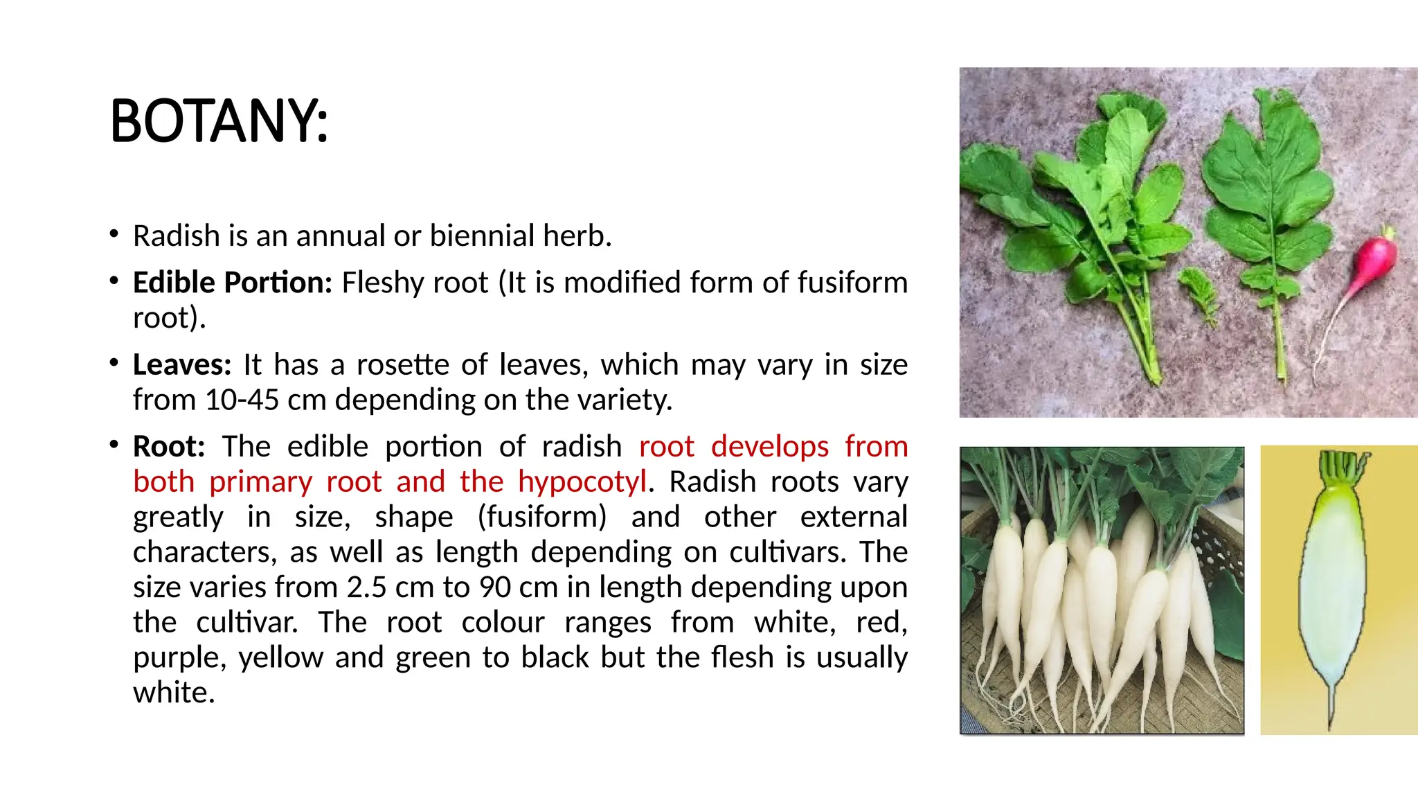 Cultivation Practices of Radish (Raphanus sativus).pptx