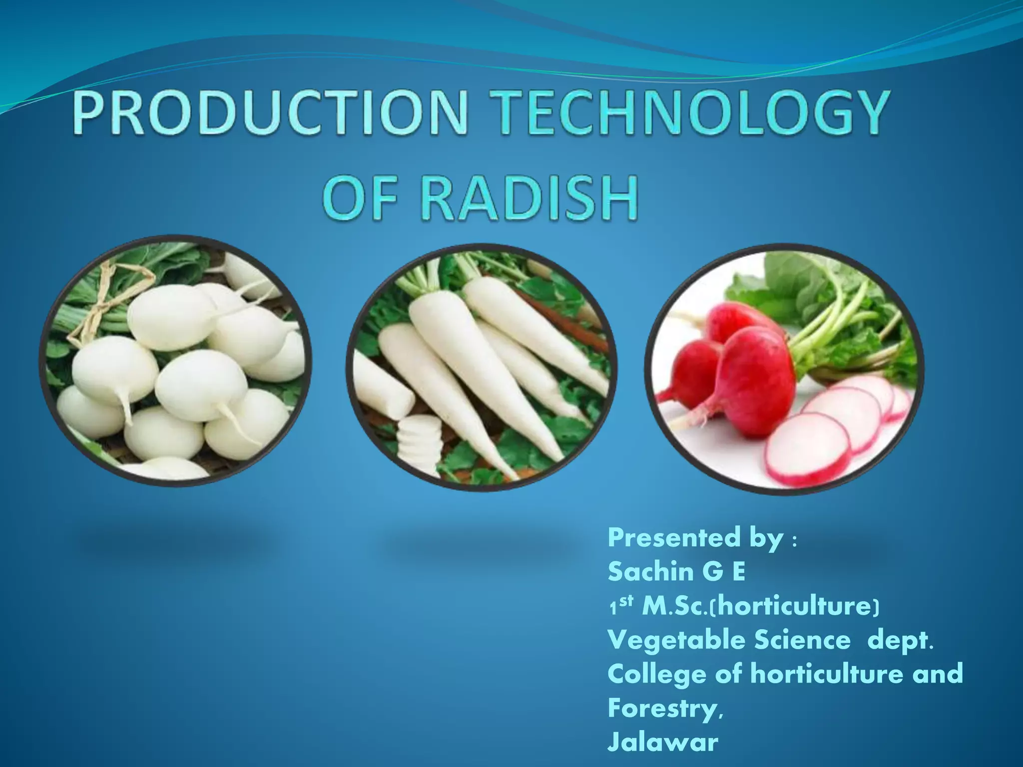 radish production technology | PPT