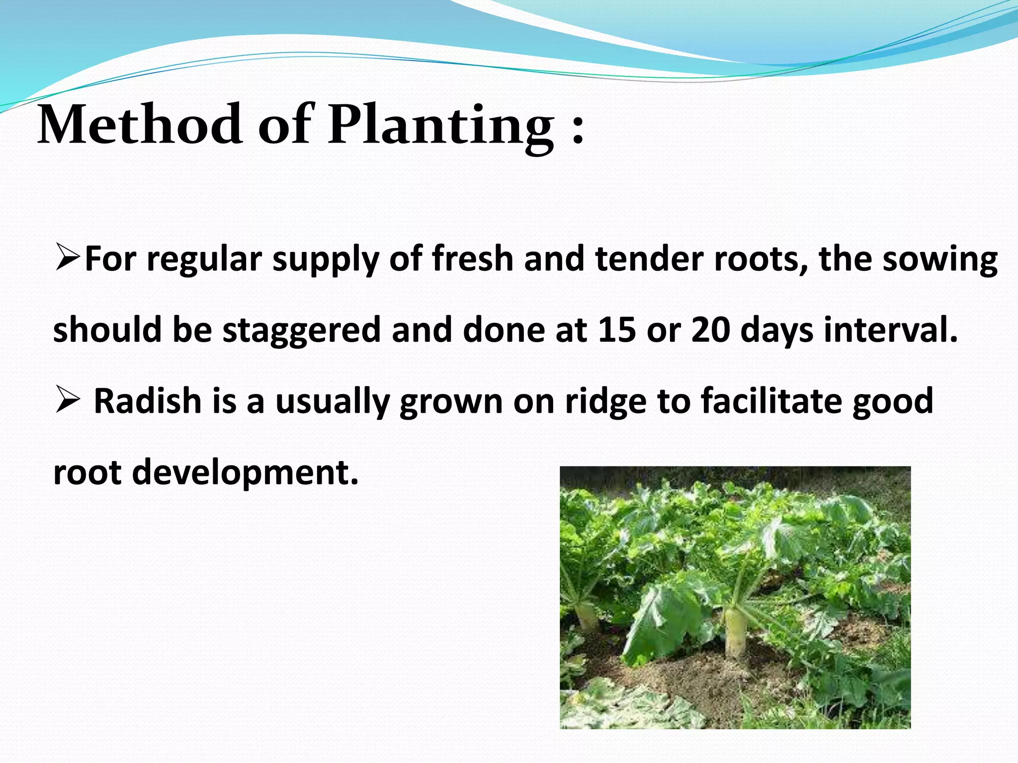 radish production technology | PPTX