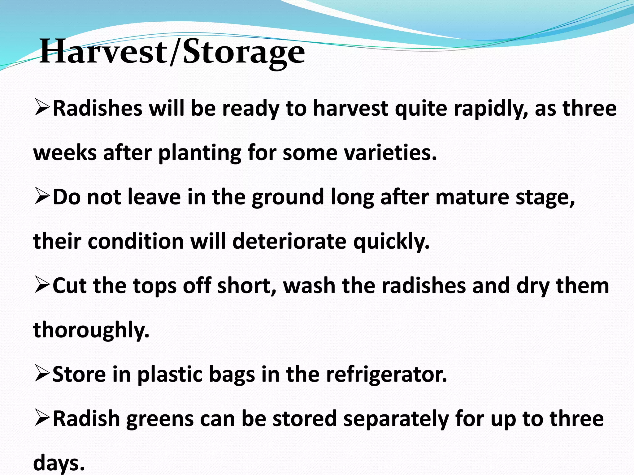 radish production technology | PPTX