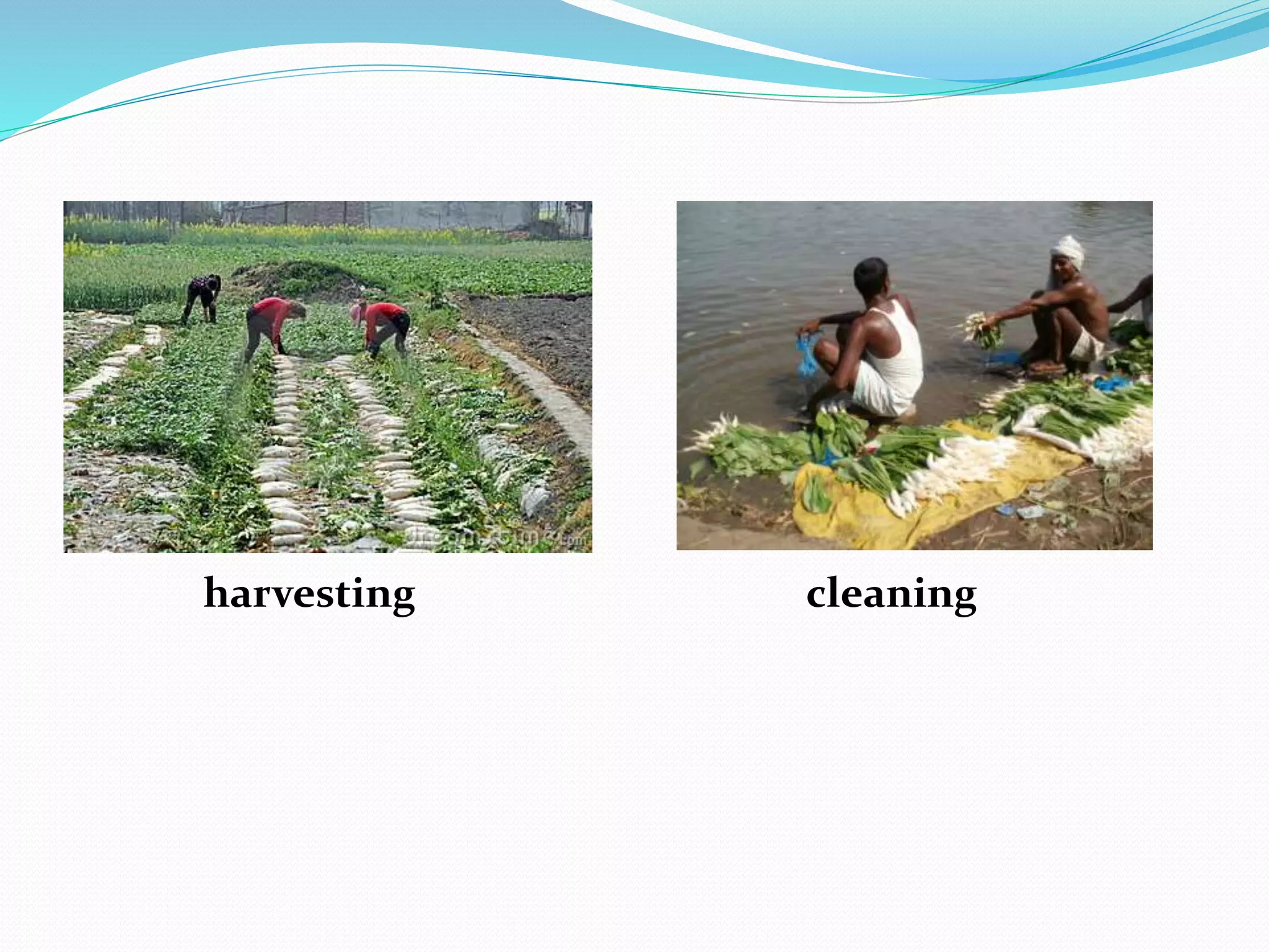 radish production technology | PPTX