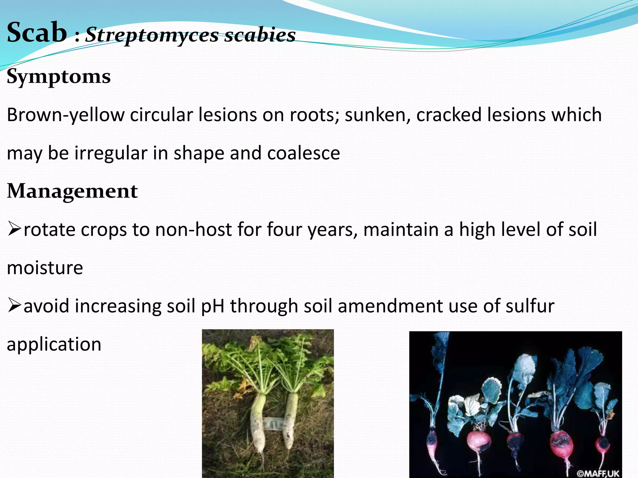 radish production technology | PPTX