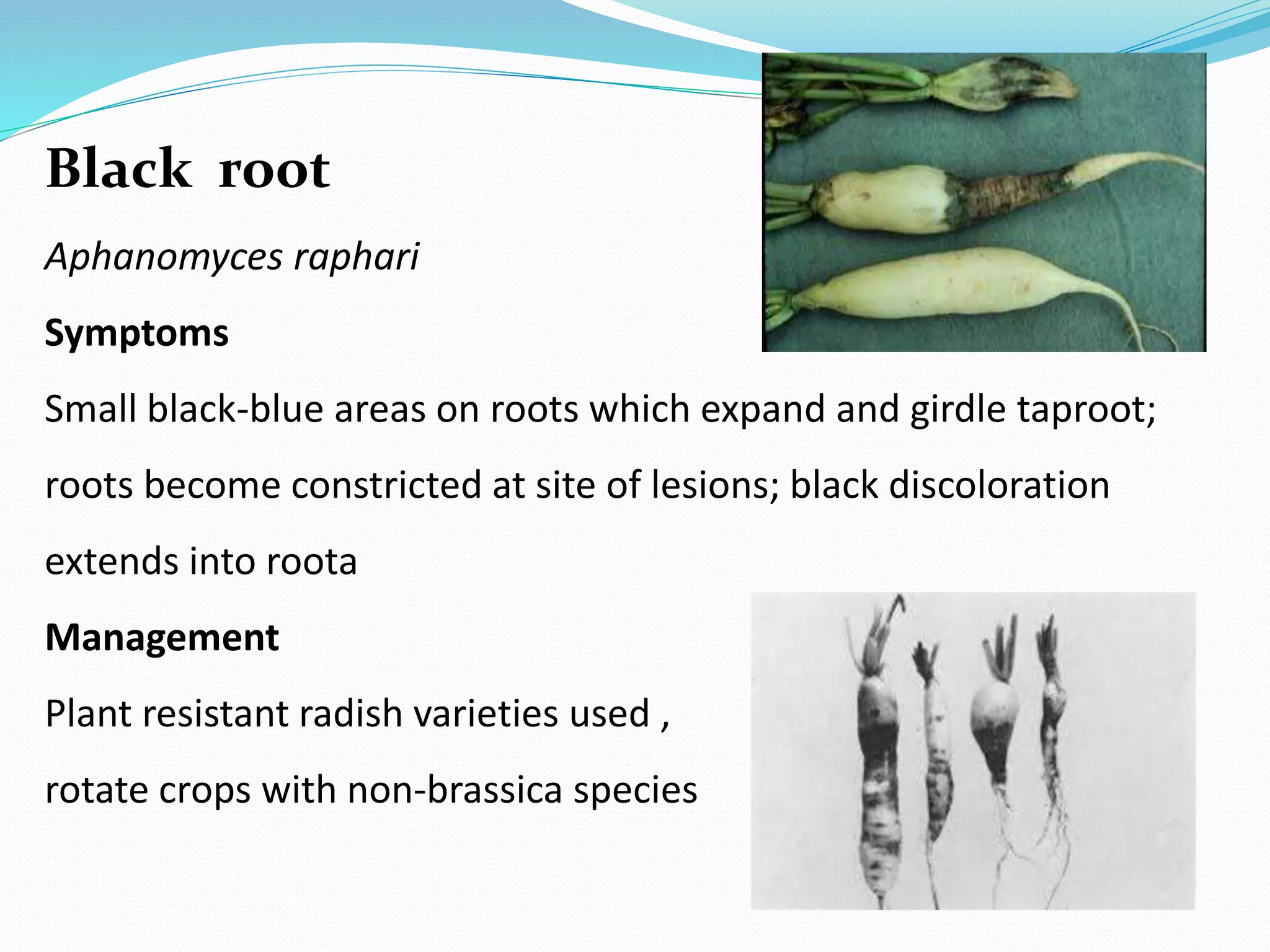 radish production technology | PPTX