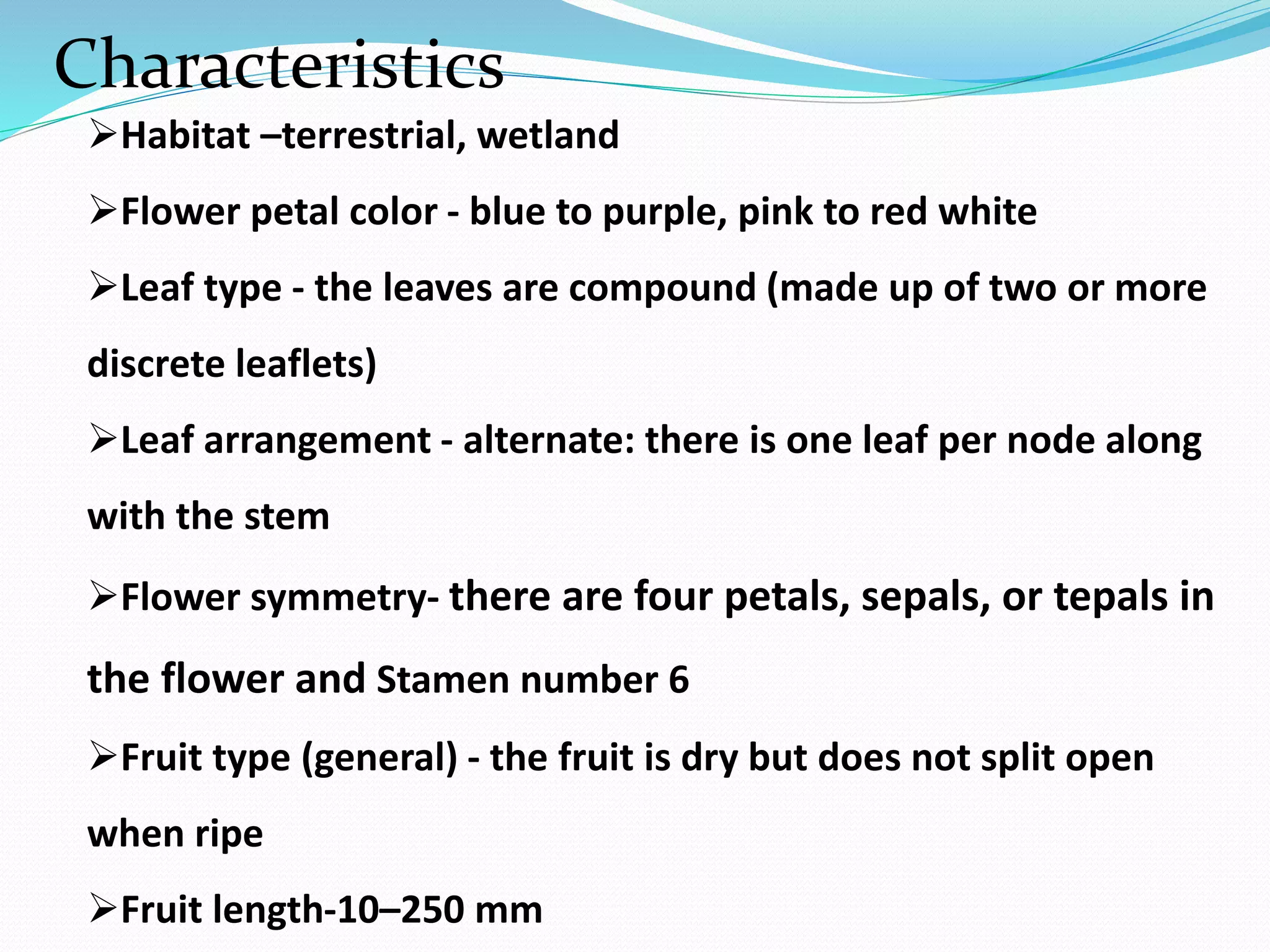 radish production technology | PPTX