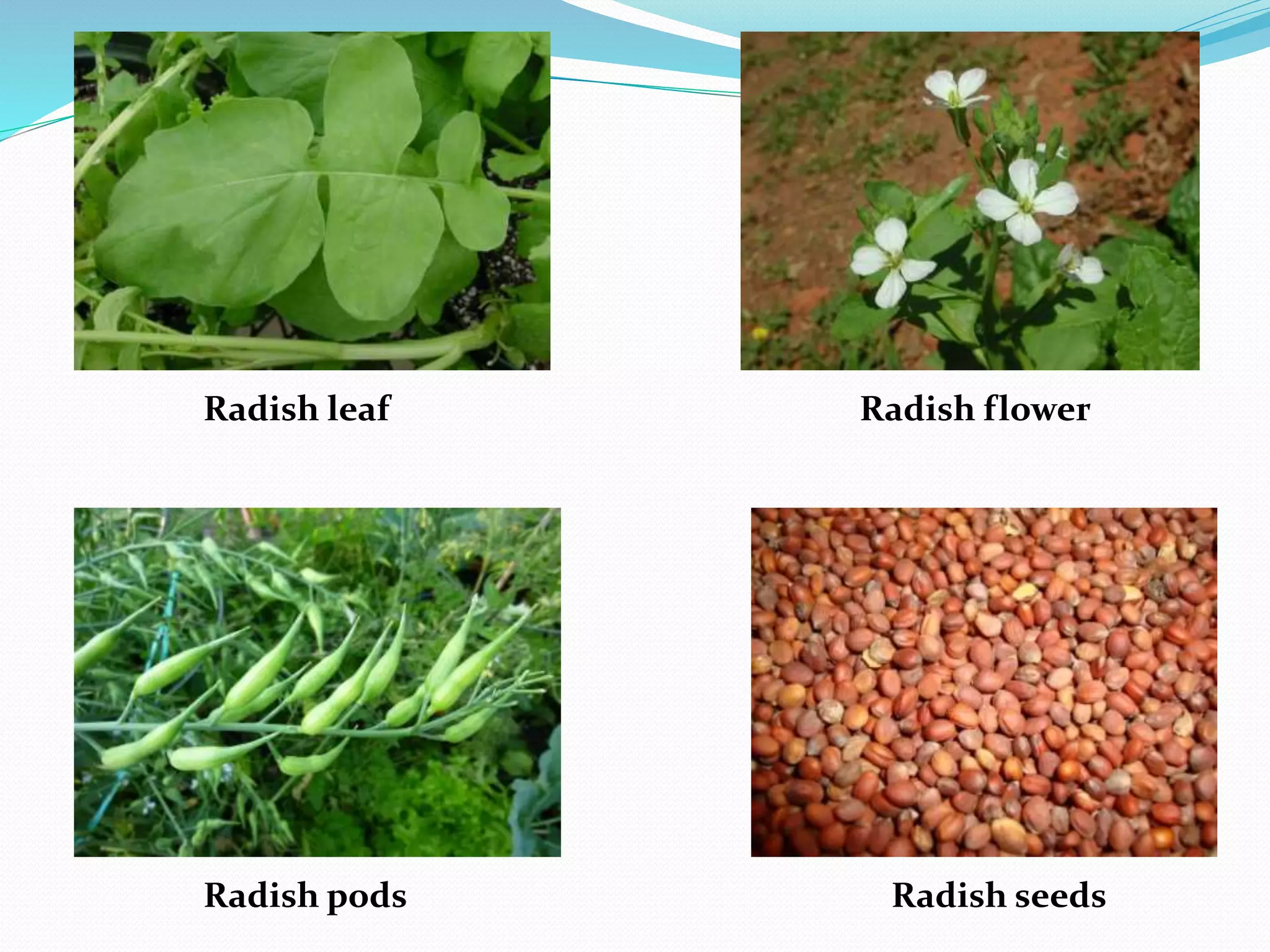 radish production technology | PPTX