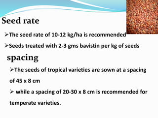 radish production technology | PPTX