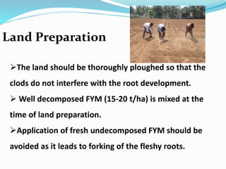 radish production technology | PPTX