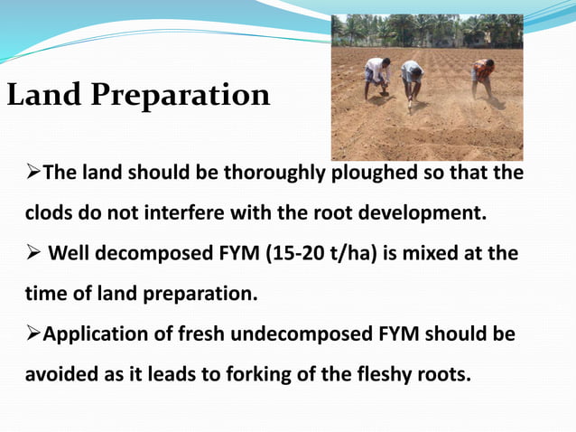 radish production technology | PPTX