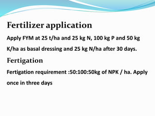 radish production technology | PPTX