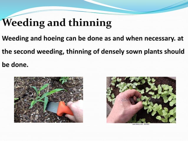 radish production technology | PPTX