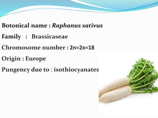 radish production technology | PPTX