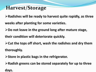 radish production technology | PPTX