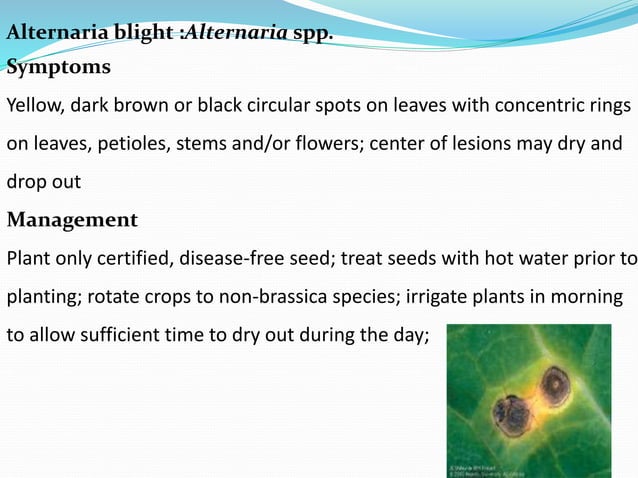 radish production technology | PPTX