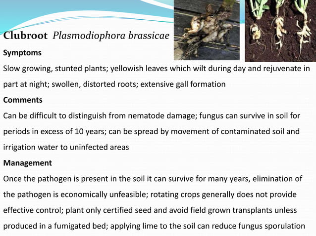 radish production technology | PPTX