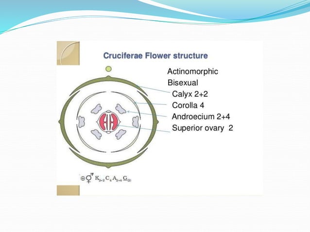 radish production technology | PPTX