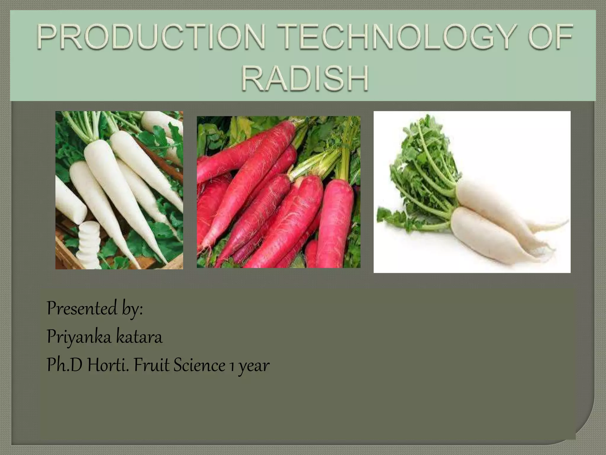 Production Technology of Radish | PPTX