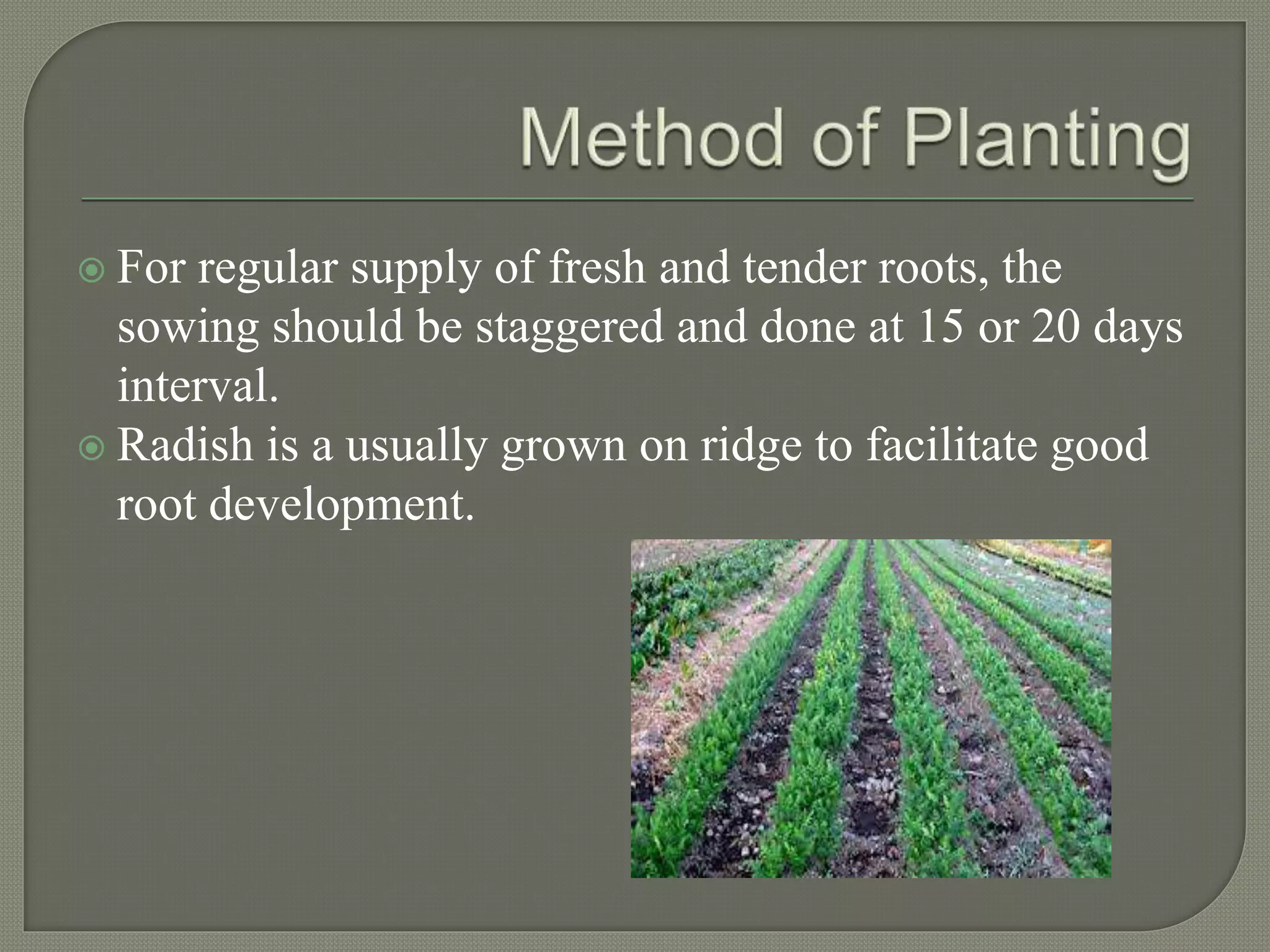 Production Technology of Radish | PPTX