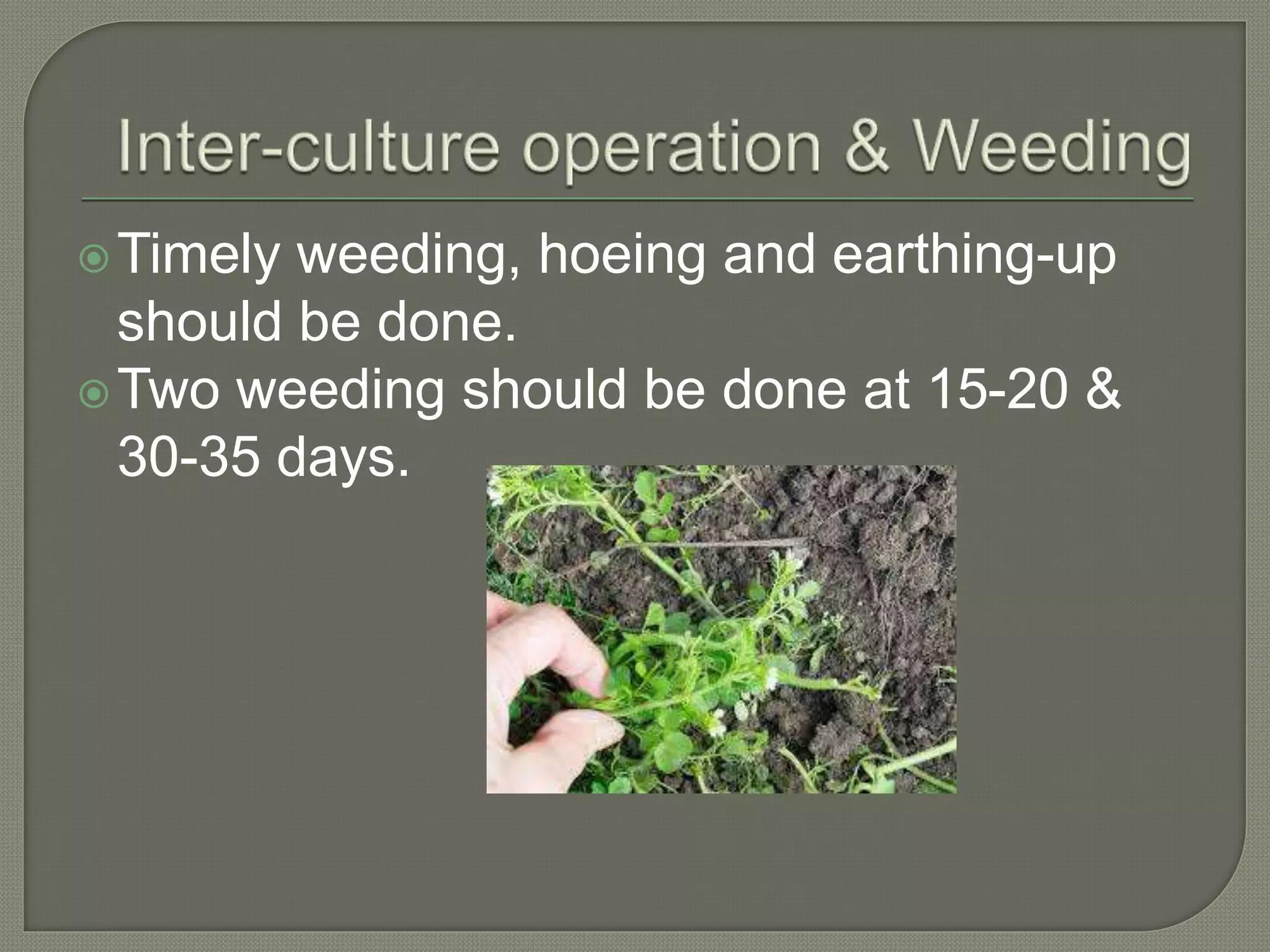 Production Technology of Radish | PPTX