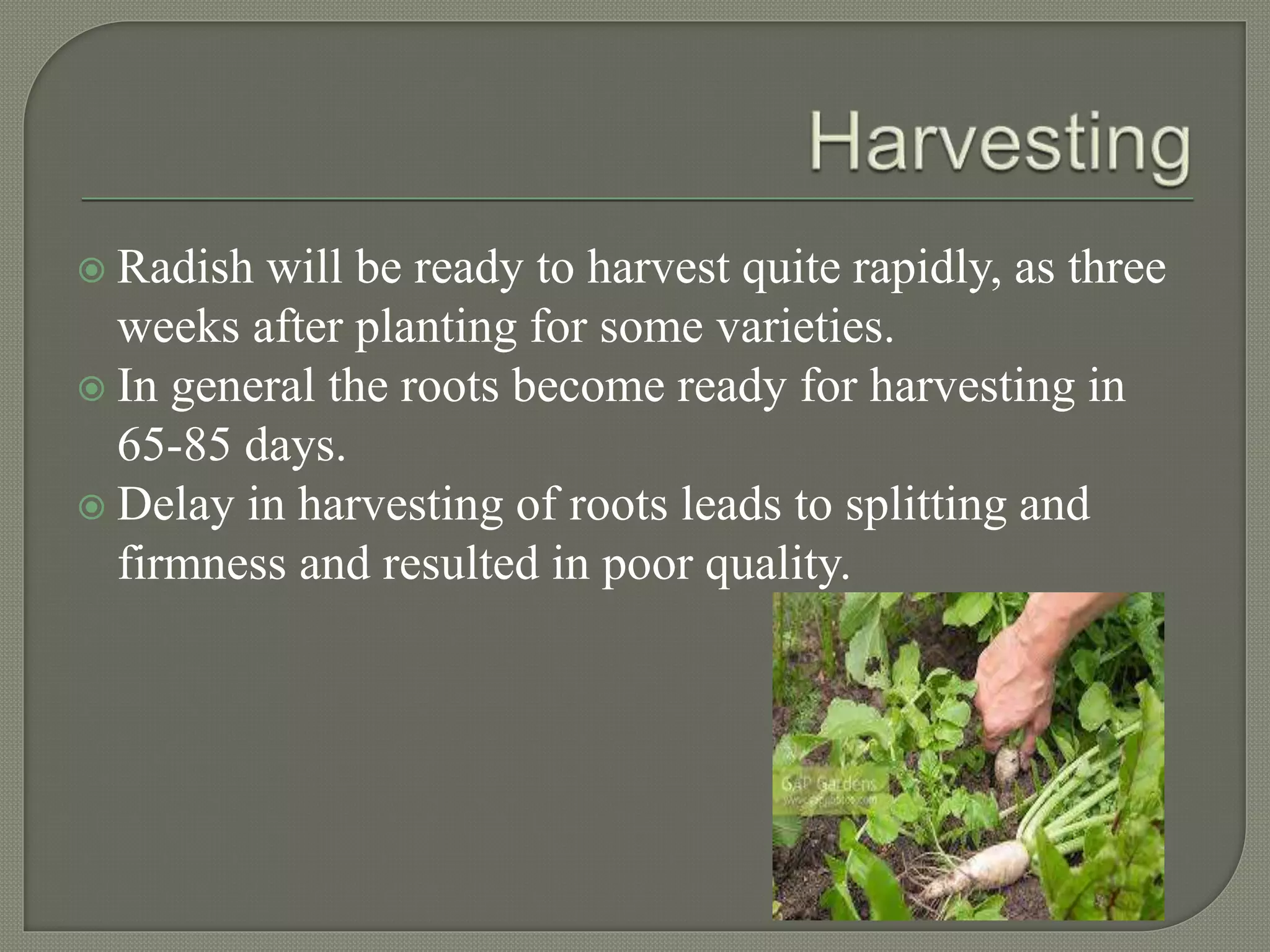 Production Technology of Radish | PPTX