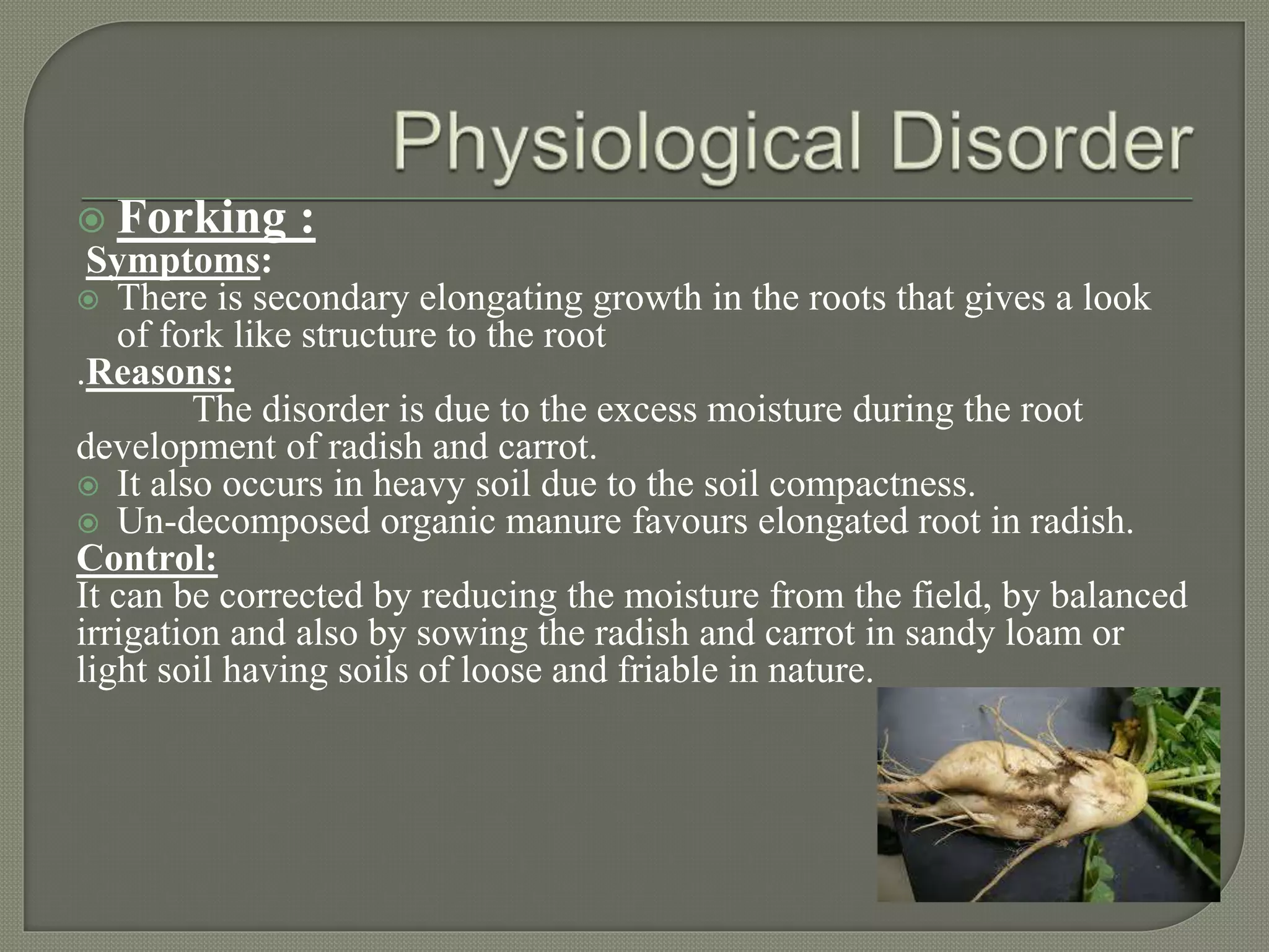 Production Technology of Radish | PPTX