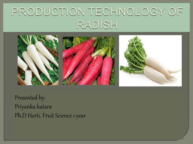 Production Technology of Radish | PPTX | Agriculture | Industries