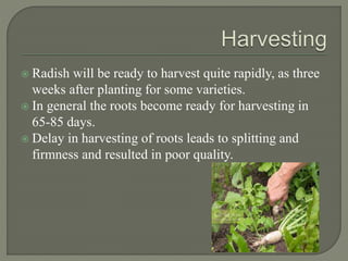 Production Technology of Radish | PPTX | Agriculture | Industries
