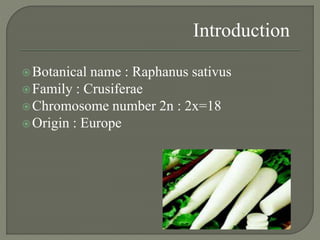 Production Technology of Radish | PPTX