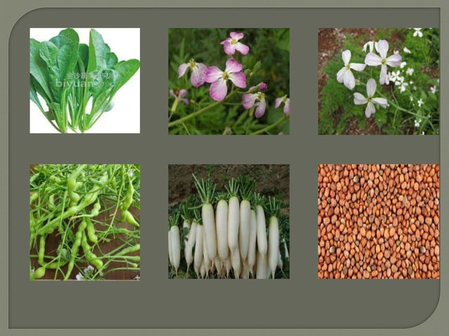 Production Technology of Radish | PPTX | Agriculture | Industries