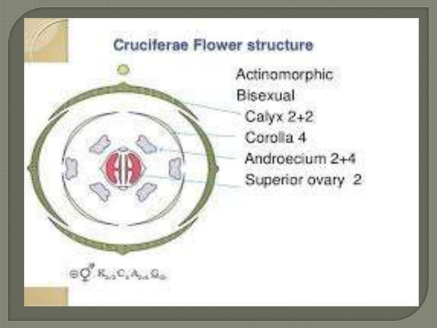 Production Technology of Radish | PPTX | Agriculture | Industries