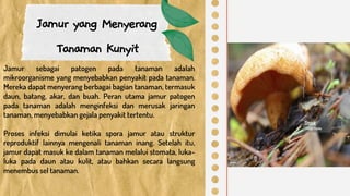 penyakit yang disebabkan bakteri dan jamur padatanaman kunyit .pptx
