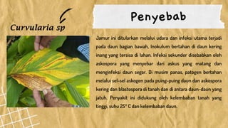 penyakit yang disebabkan bakteri dan jamur padatanaman kunyit .pptx