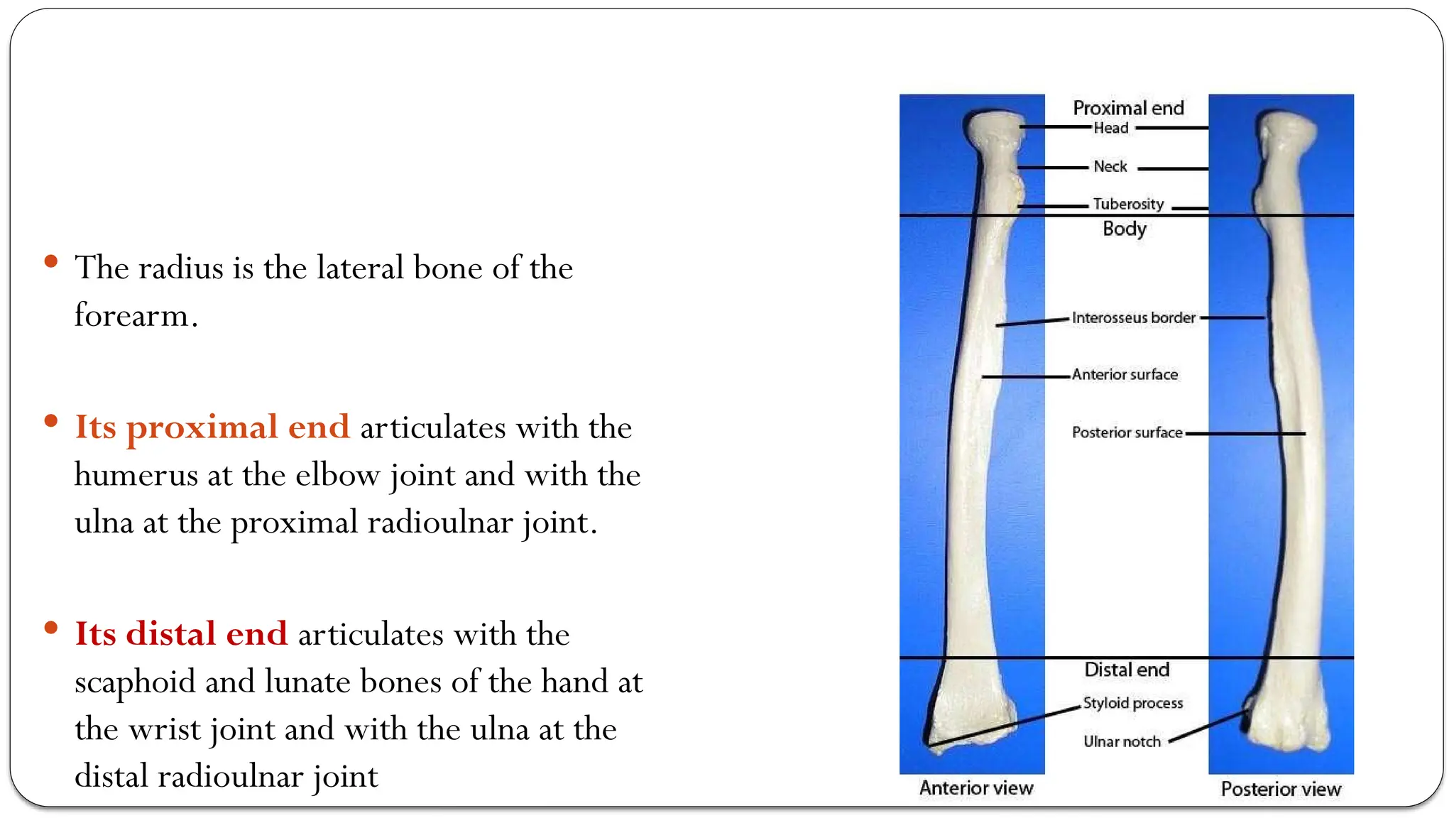 Radius bone of the forearm in human body.pptx