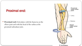 Radius bone of the forearm in human body.pptx