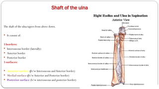 Radius bone of the forearm in human body.pptx