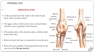 Radius bone of the forearm in human body.pptx