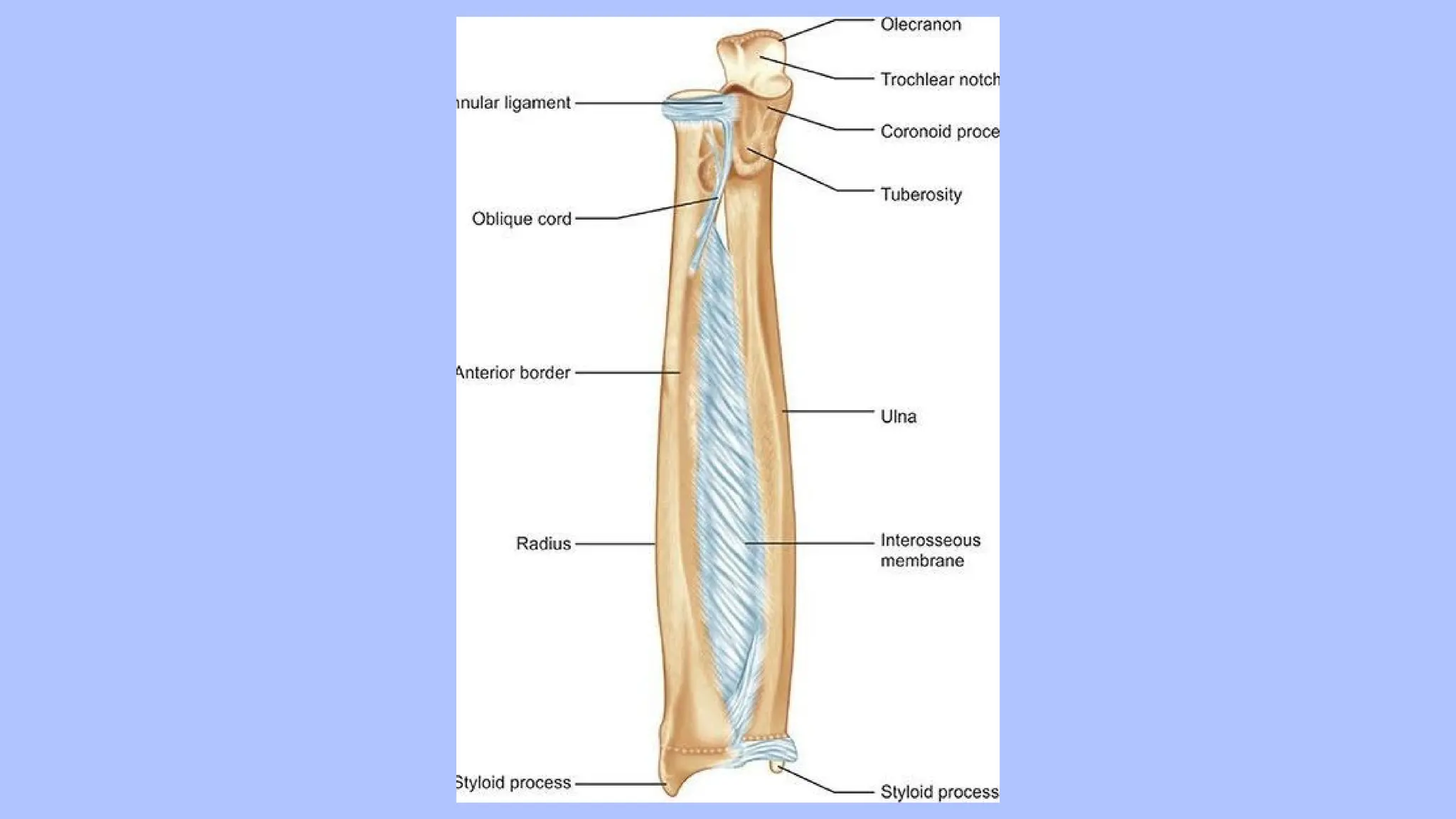 RADIUS BONE Anatomy(02,15,45,51) (1).pptx