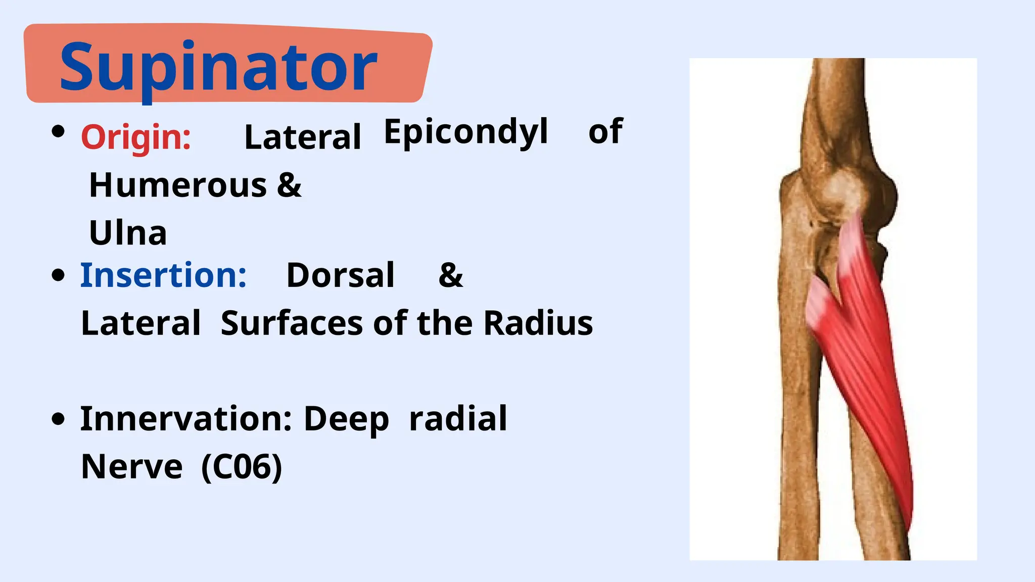 RADIUS BONE Anatomy(02,15,45,51) (1).pptx