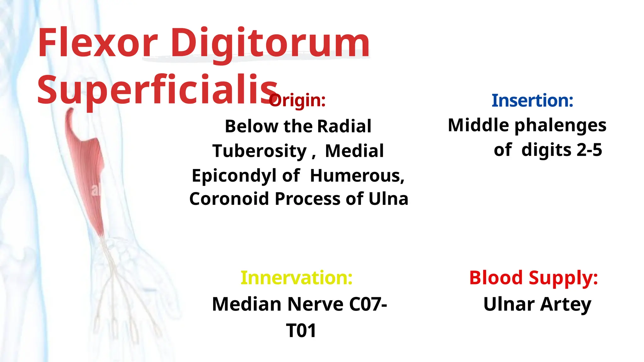 RADIUS BONE Anatomy(02,15,45,51) (1).pptx