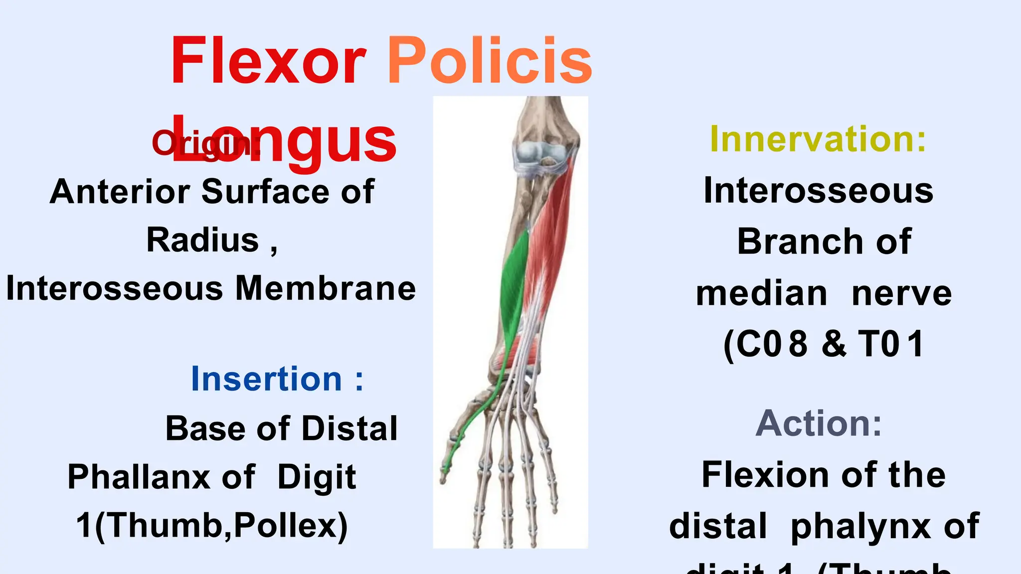 RADIUS BONE Anatomy(02,15,45,51) (1).pptx