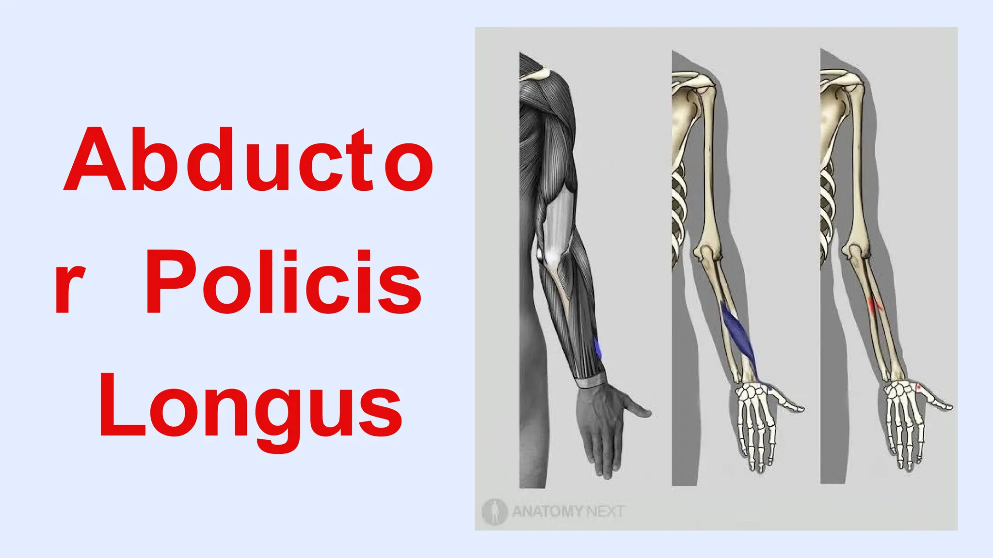 RADIUS BONE Anatomy(02,15,45,51) (1).pptx