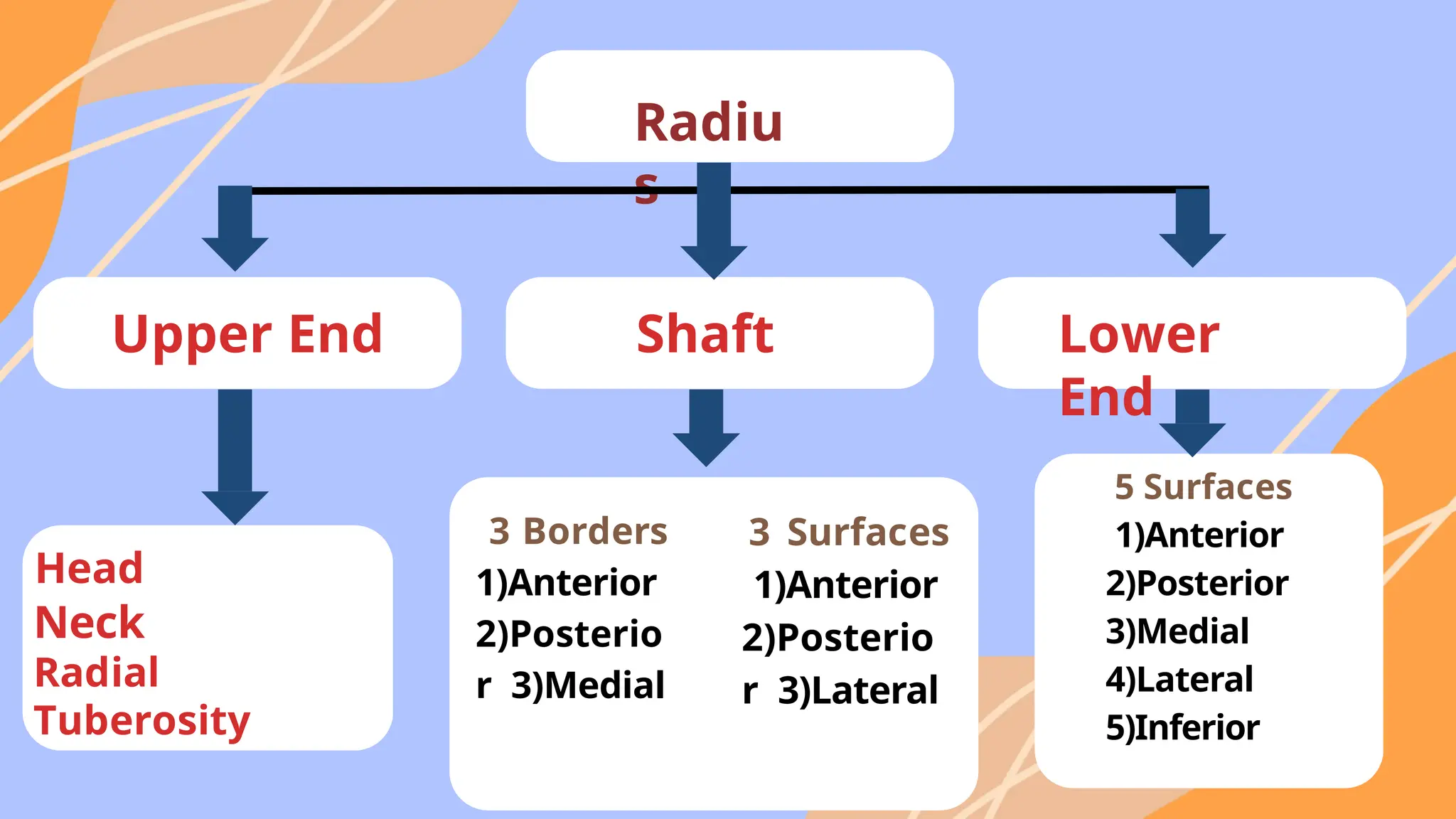 RADIUS BONE Anatomy(02,15,45,51) (1).pptx