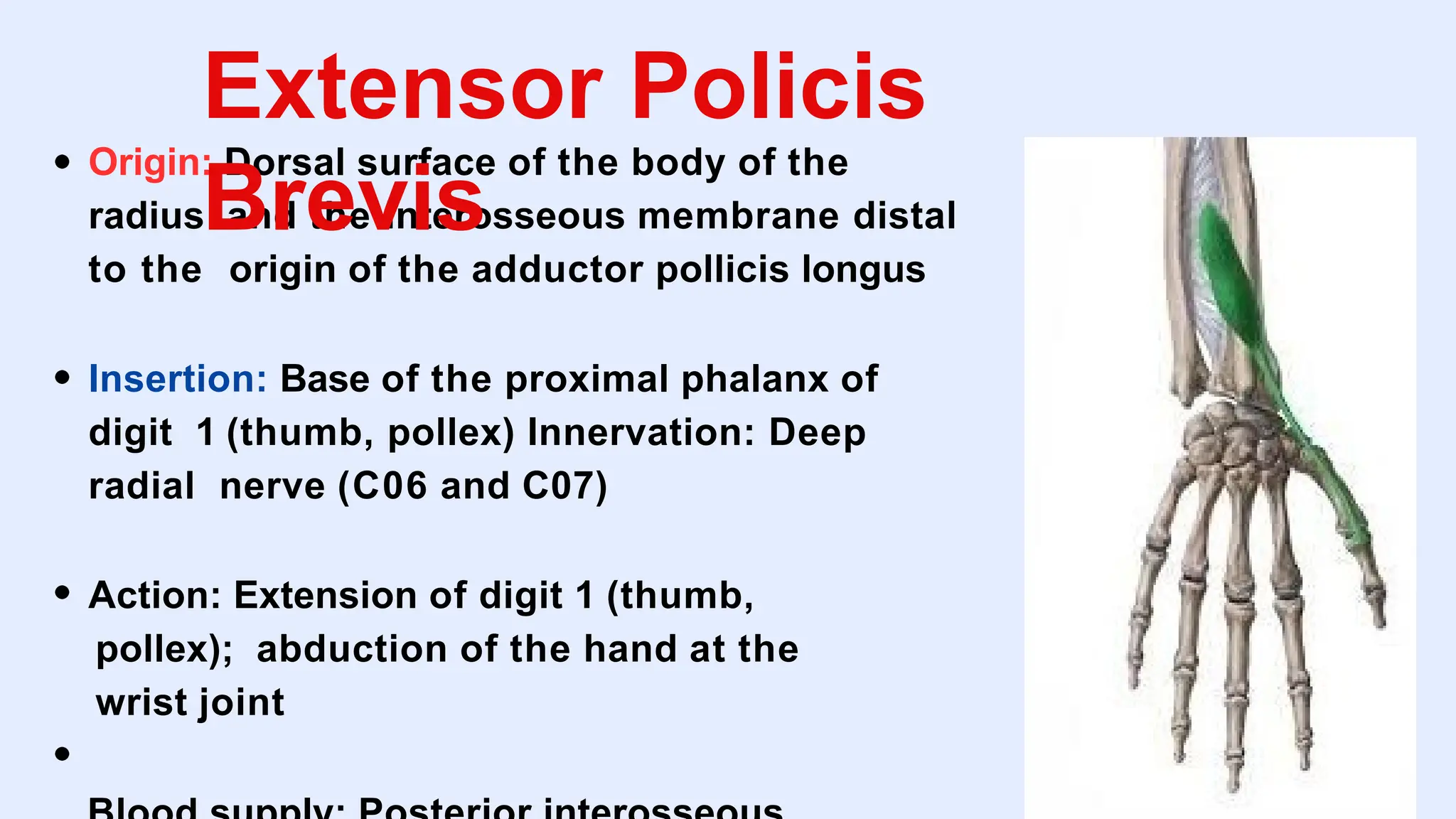 RADIUS BONE Anatomy(02,15,45,51) (1).pptx