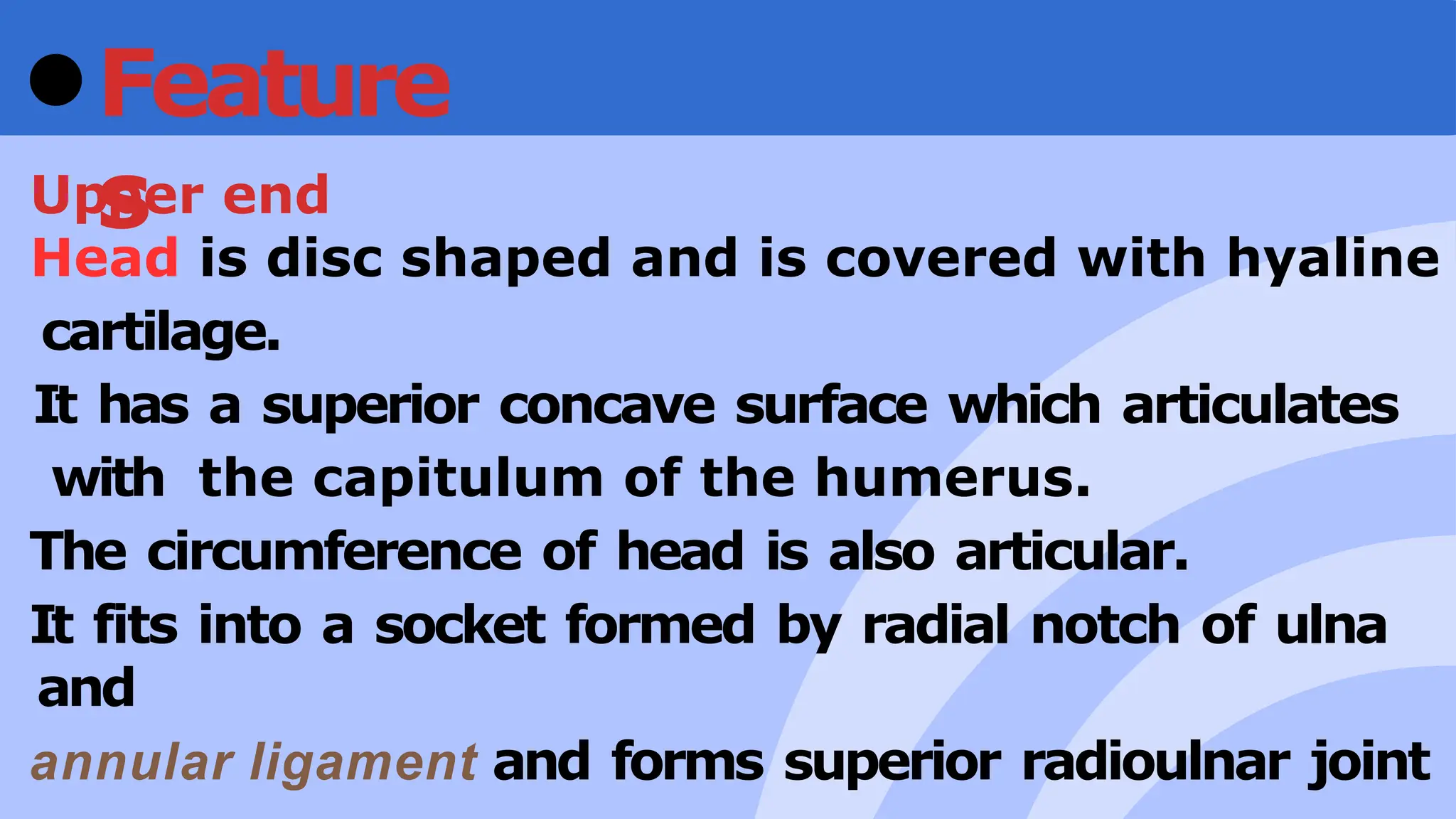 RADIUS BONE Anatomy(02,15,45,51) (1).pptx