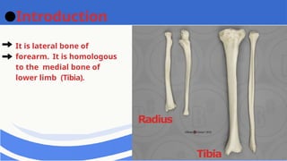 RADIUS BONE Anatomy(02,15,45,51) (1).pptx