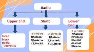 RADIUS BONE Anatomy(02,15,45,51) (1).pptx