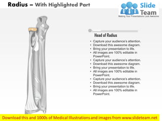 Radius anterior view medical images for power point | PPT