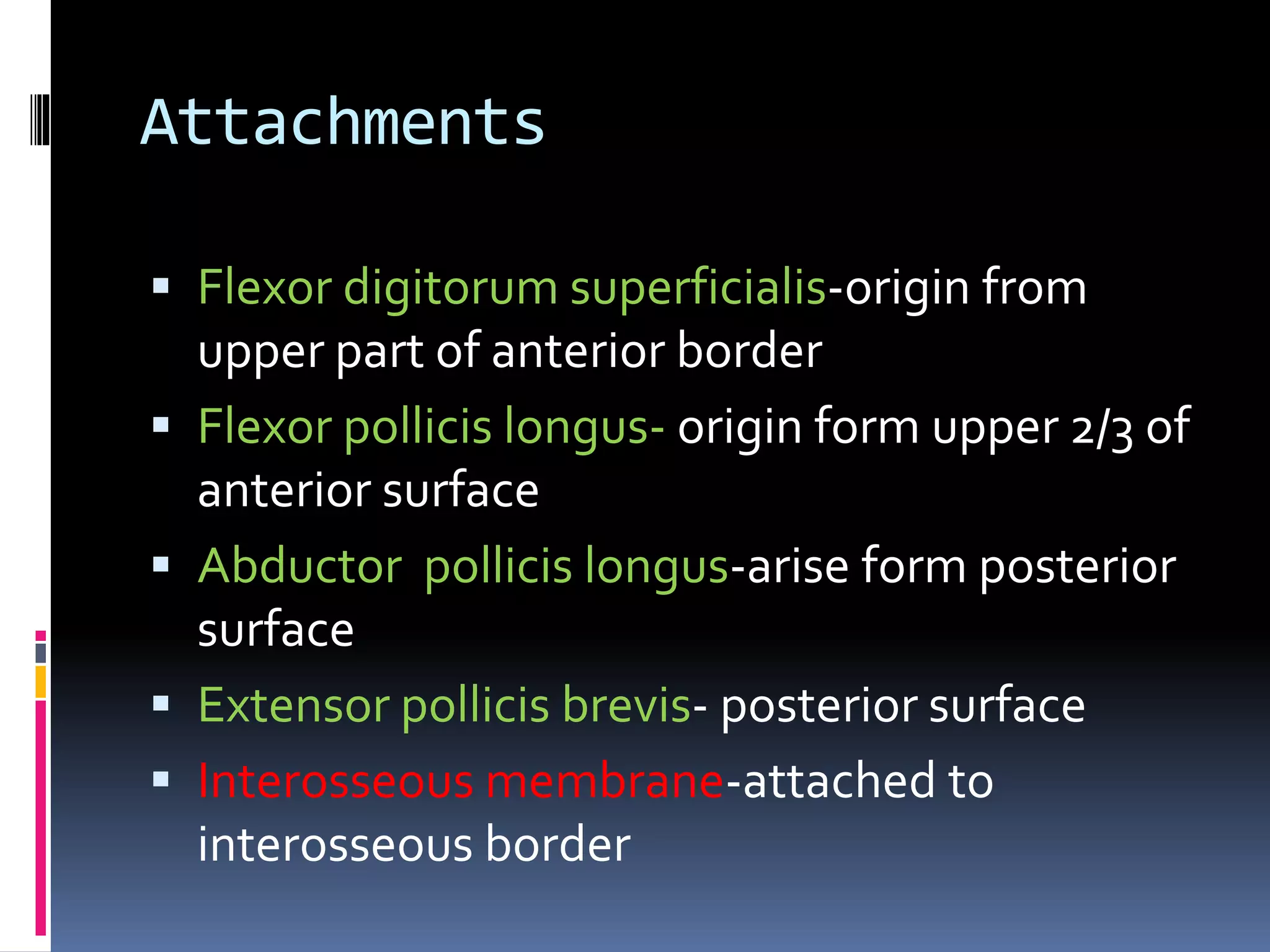 Radius bone anatomy | PPTX