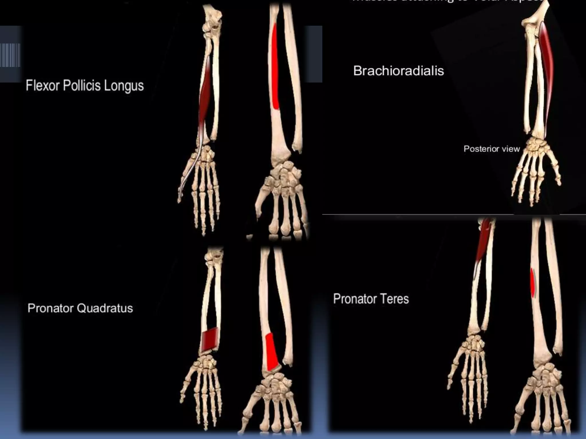 Radius bone anatomy | PPTX