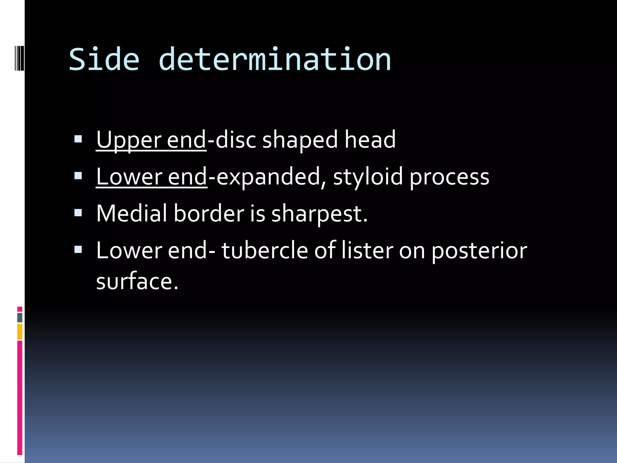 Radius bone anatomy | PPTX